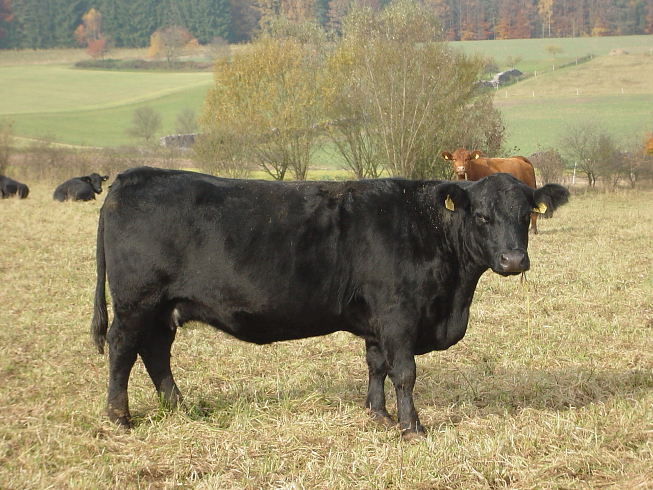 Die Rasse - Angushof Schauer in Bramberg